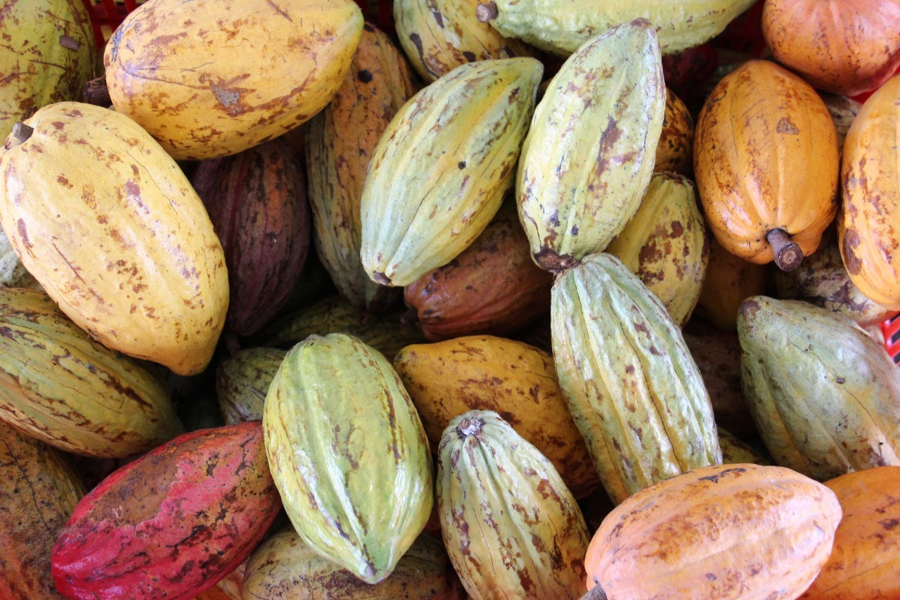 Cacao Trace - Puratos