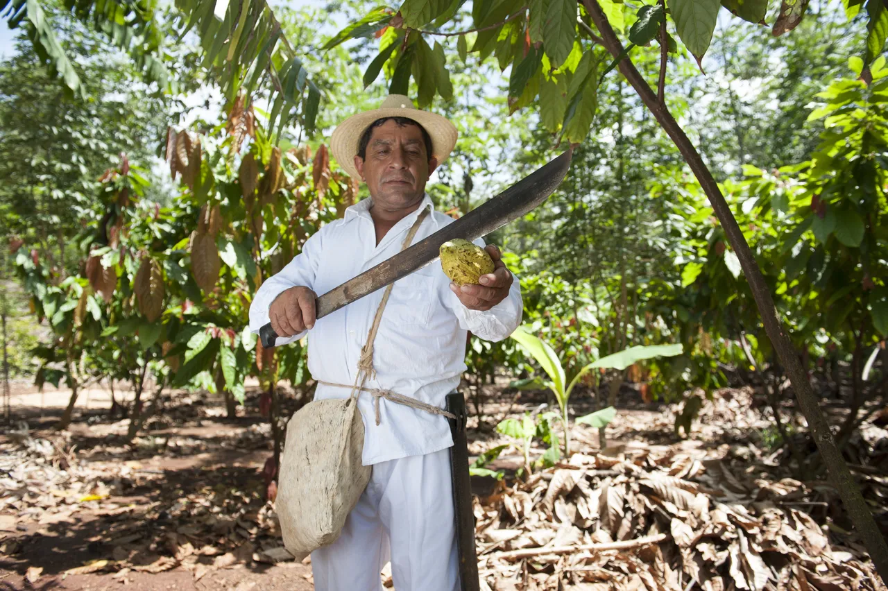 Plantación de Cacao Criollo: Tikul - Puratos